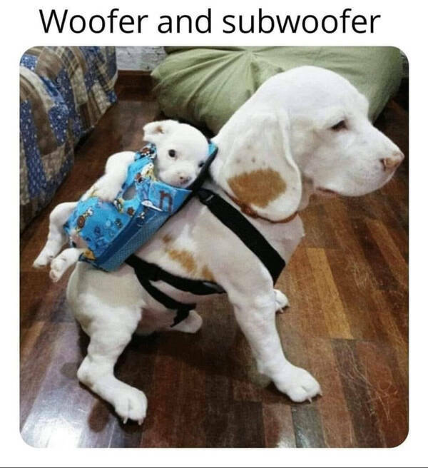 Humor In The Wild: Memes That Showcase The Majestic And Hilarious Side ...