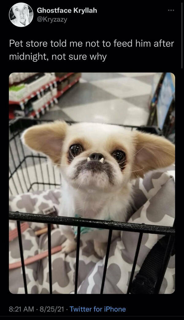 Humor In The Wild: Memes That Showcase The Majestic And Hilarious Side ...