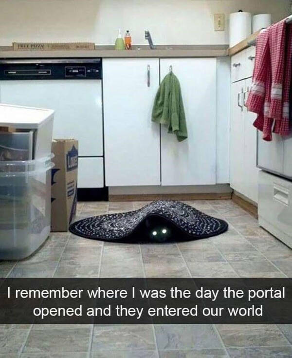 Humor In The Wild: Memes That Showcase The Majestic And Hilarious Side ...