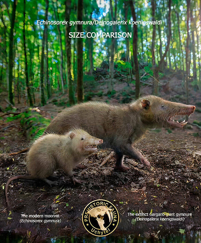 Size Matters: A Look At Extinct Species And Their Modern Relatives (36 ...