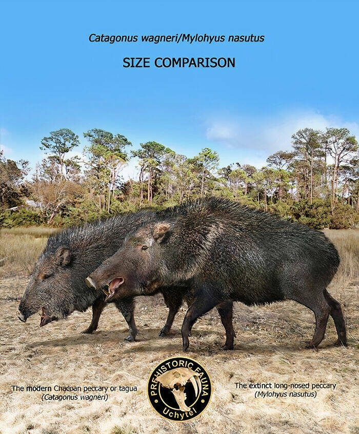 Size Matters: A Look At Extinct Species And Their Modern Relatives (36 ...