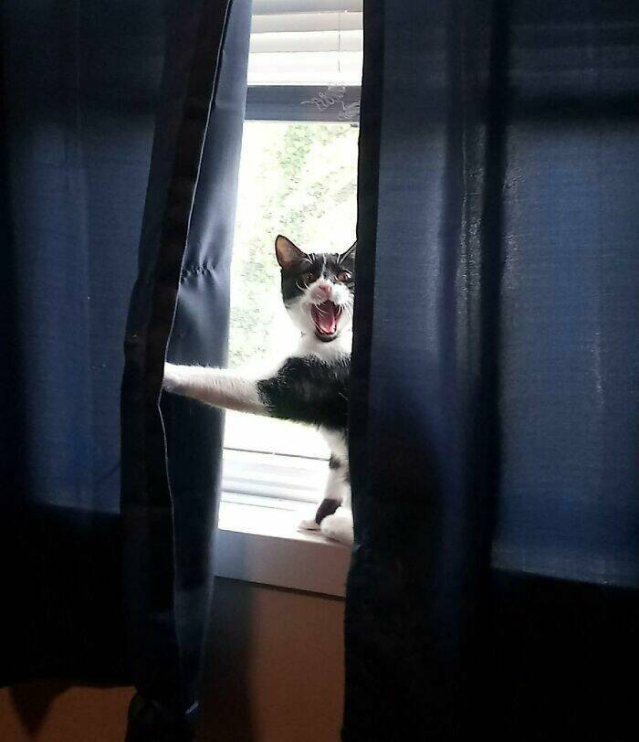 Cat Chronicles: Unraveling The Most Unexplainable And Unhinged ...