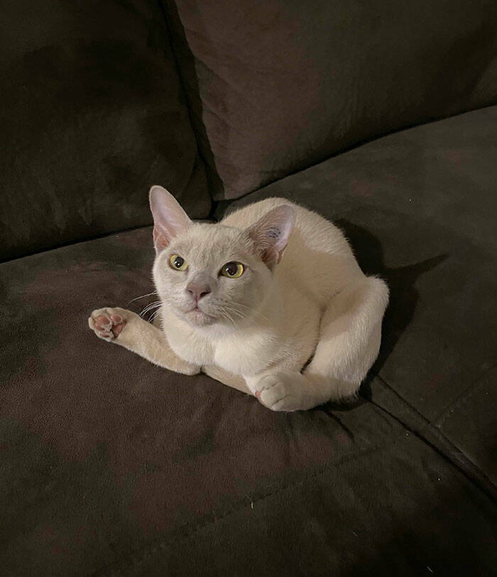 Cat Chronicles: Unraveling The Most Unexplainable And Unhinged ...