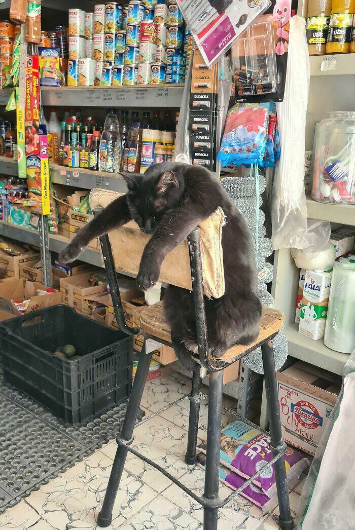 Cat Chronicles: Unraveling The Most Unexplainable And Unhinged Behaviors (49 PICS) - Izismile.com