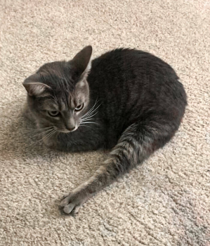 Cat Chronicles: Unraveling The Most Unexplainable And Unhinged ...