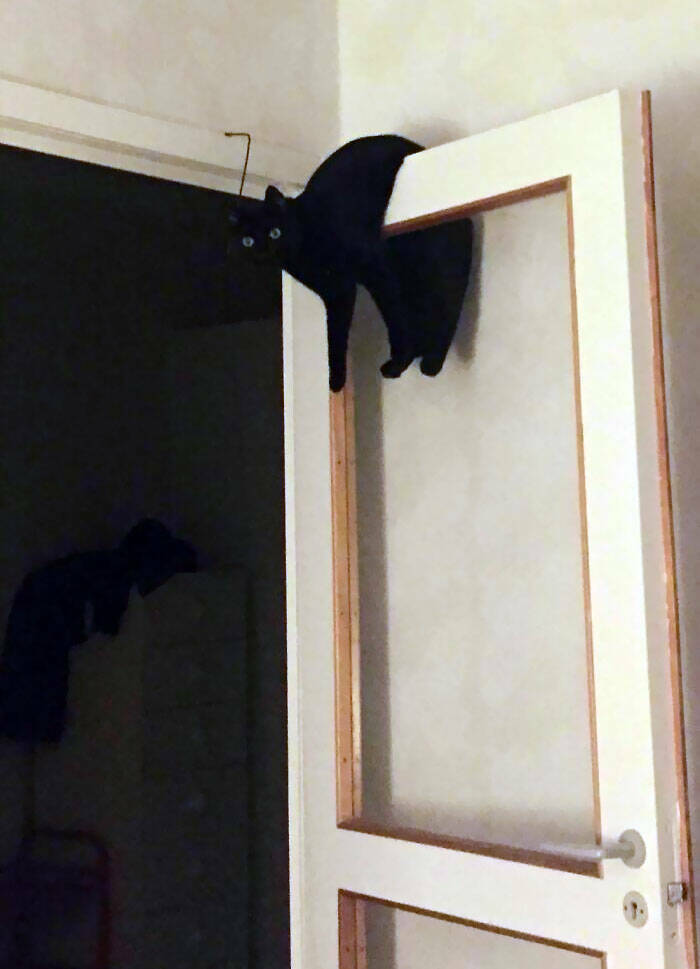 Cat Chronicles: Unraveling The Most Unexplainable And Unhinged ...