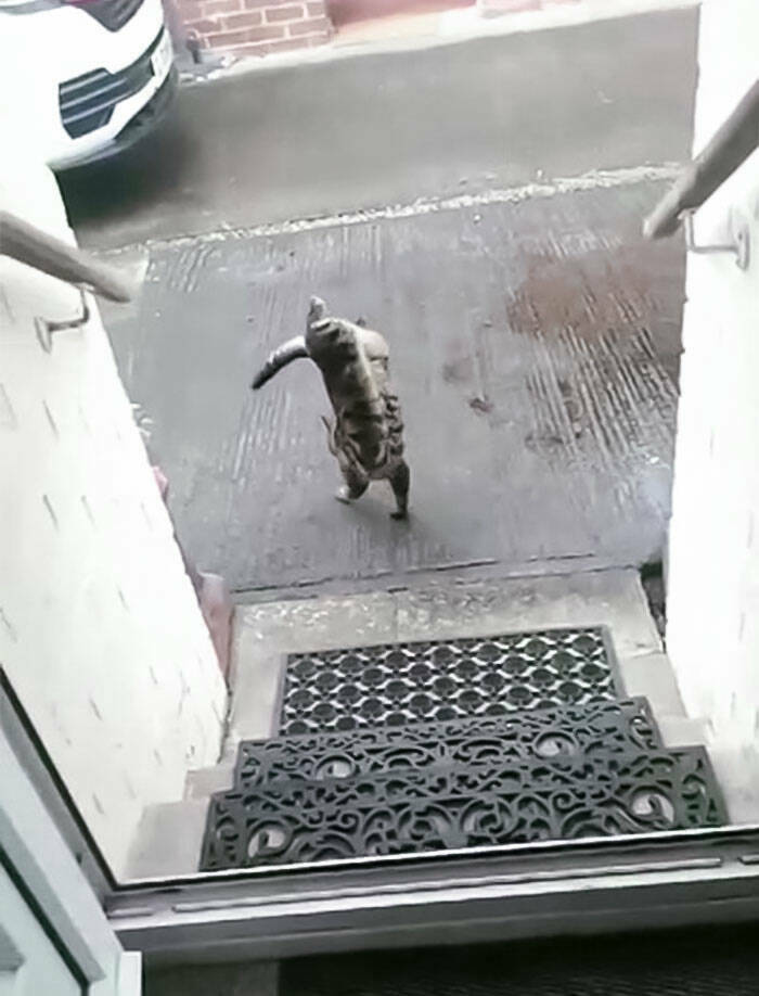 Cat Chronicles: Unraveling The Most Unexplainable And Unhinged ...