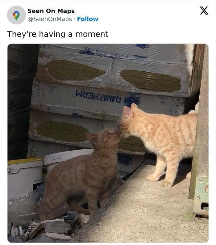 Streets Of Laughter: Silly Moments Captured For All To See (35 PICS ...