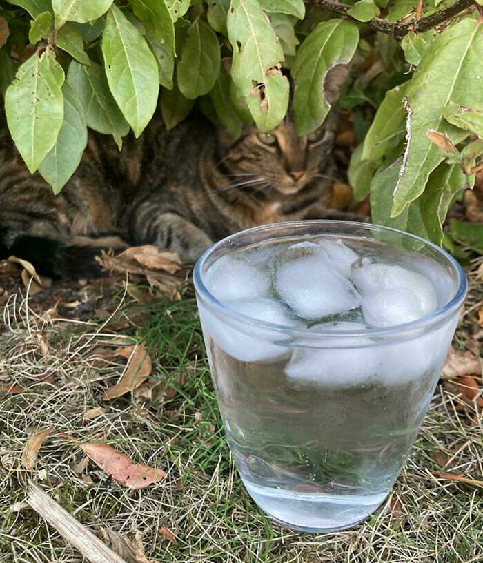 Scorching Consequences: Captivating Images Of Summer Heatwaves (42 PICS ...