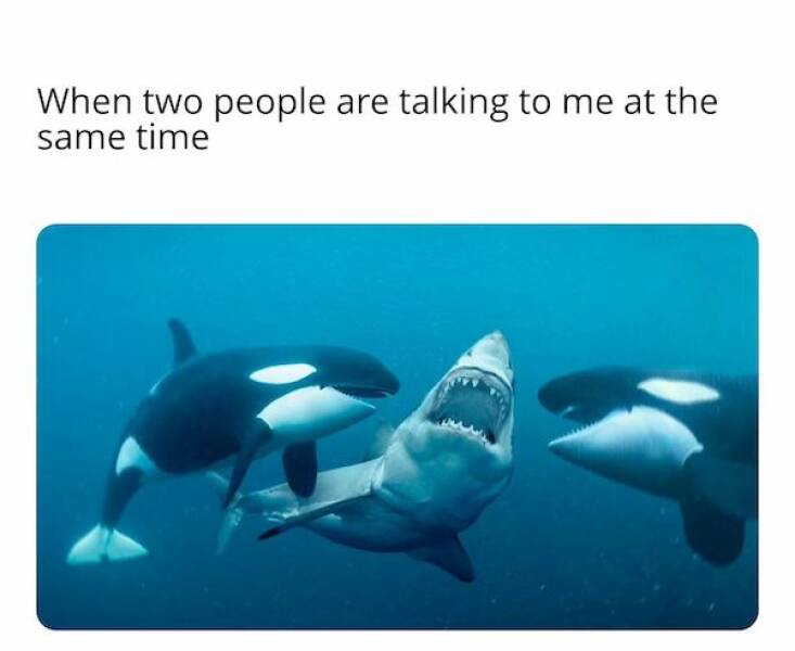 Memes For Introverts: Enjoying Alone Time (29 PICS) - Izismile.com