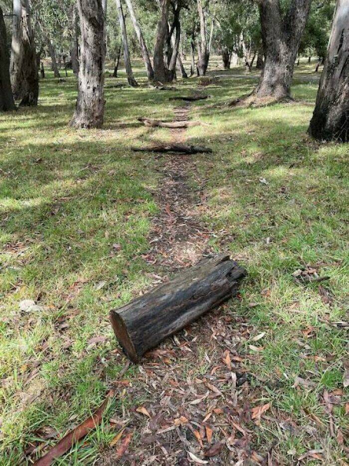 The Way People Really Walk: Desire Paths And Urban Planning Failures ...