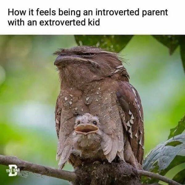 The Hilarious World Of Parenting: Dive Into These Memes (29 PICS ...