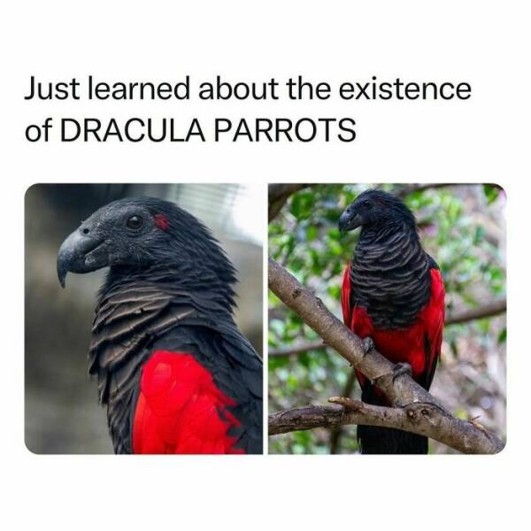 Haunted Humor: Delving Into The Dark Side With Creepy Memes (49 PICS ...