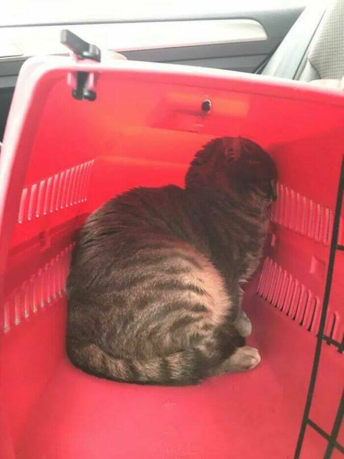 Glitches In The Whisker Matrix: Cat Owners Capture Hilarious ...