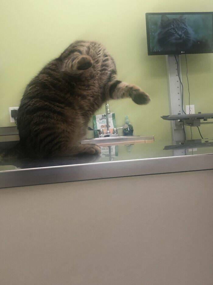 Glitches In The Whisker Matrix: Cat Owners Capture Hilarious ...