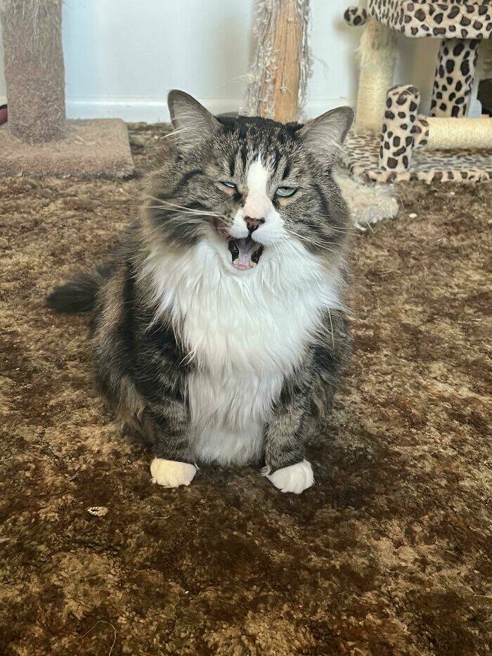 Glitches In The Whisker Matrix: Cat Owners Capture Hilarious ...