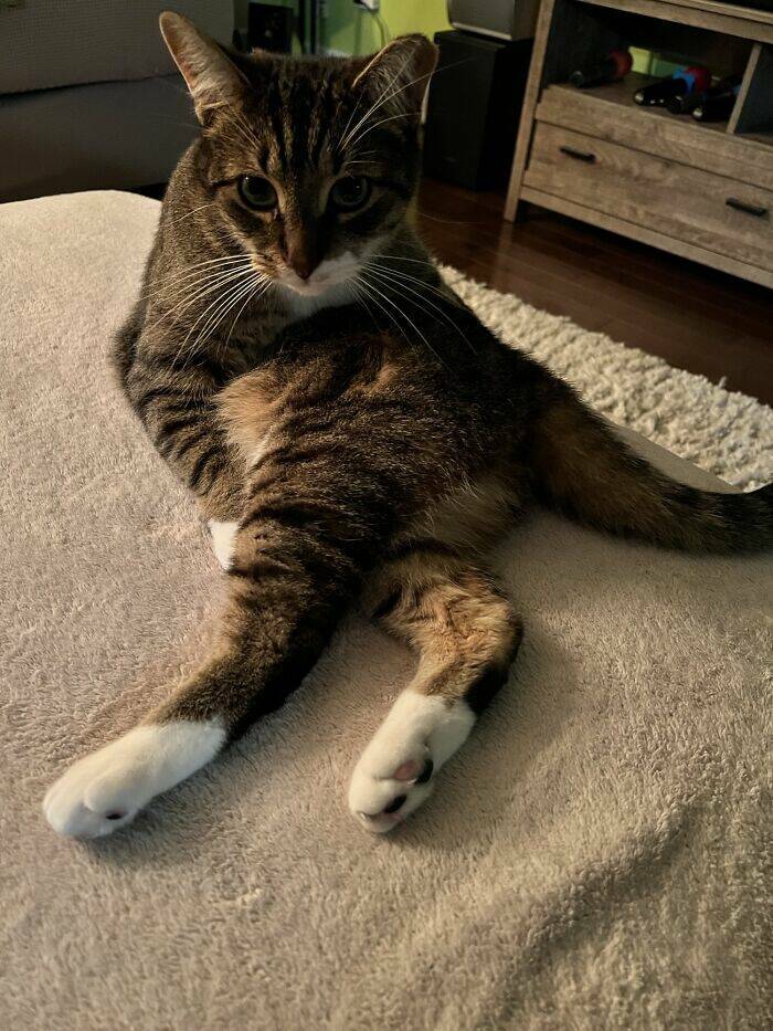 Glitches In The Whisker Matrix: Cat Owners Capture Hilarious ...