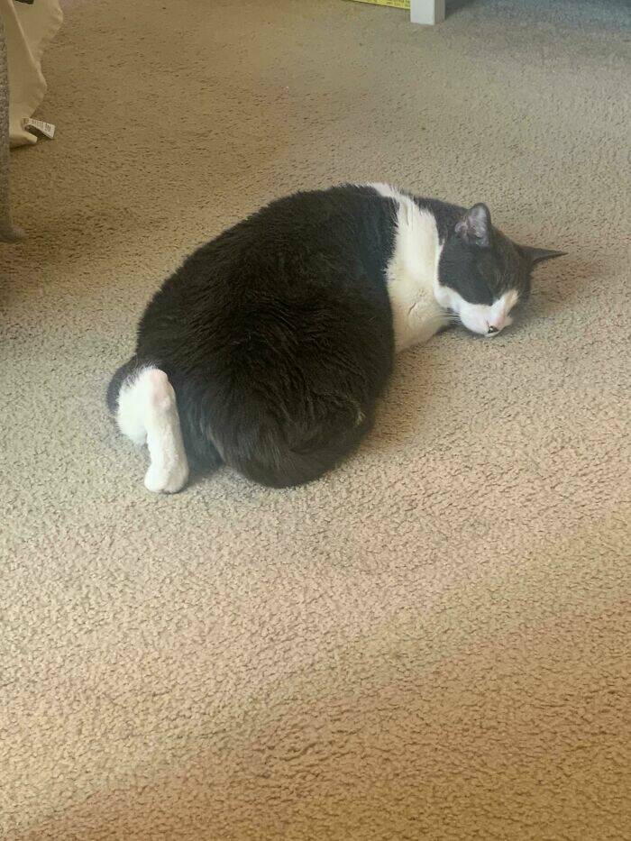 Glitches In The Whisker Matrix: Cat Owners Capture Hilarious ...