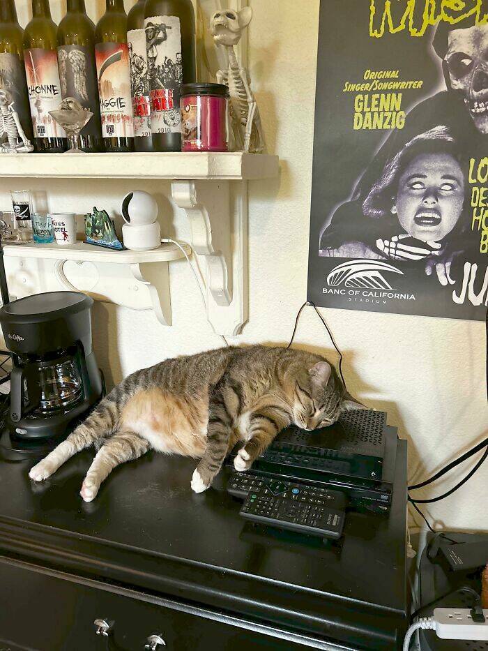 Glitches In The Whisker Matrix: Cat Owners Capture Hilarious ...