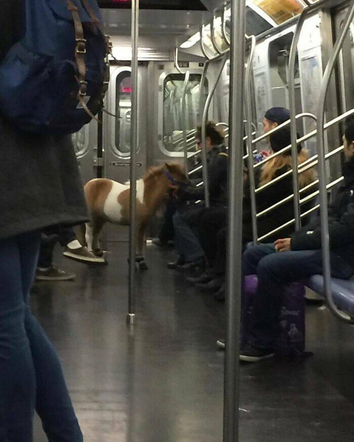 Quirky Commutes: Weird And Funny Sights Seen On The Subway (42 PICS ...