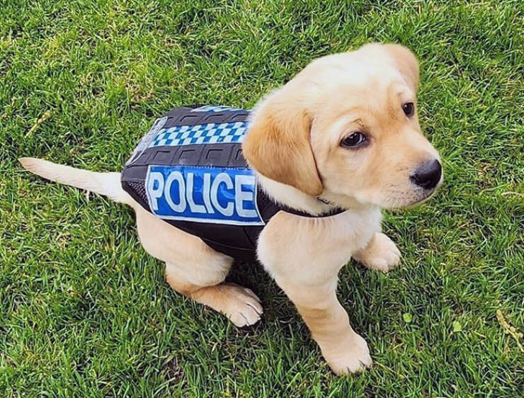 Paws & Protect: Adorable Police Pups In Training (50 PICS) - Izismile.com