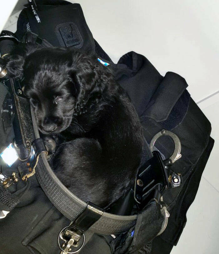 Paws & Protect: Adorable Police Pups In Training (50 PICS) - Izismile.com