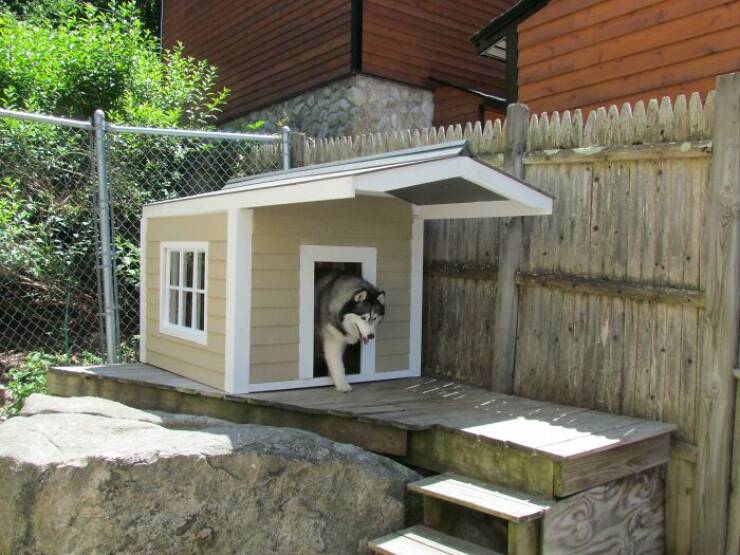 Doggy Dream Homes: Owners Going Above And Beyond On House Design (38 ...