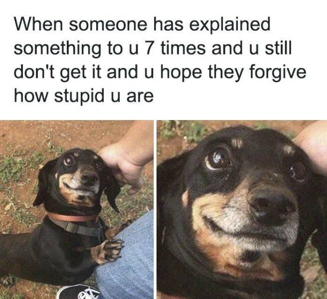 Laugh Safari: Whimsical Animal Memes For Every Creature Lover (50 PICS ...