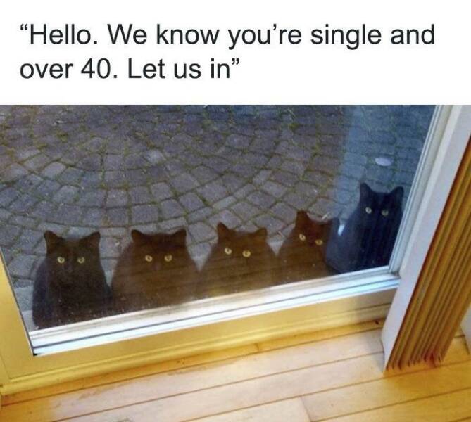 Laugh Safari: Whimsical Animal Memes For Every Creature Lover (50 PICS ...