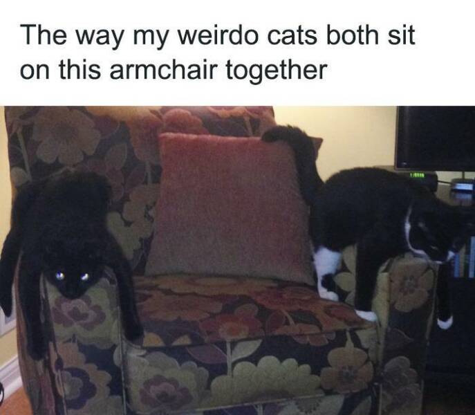 Laugh Safari: Whimsical Animal Memes For Every Creature Lover (50 PICS ...