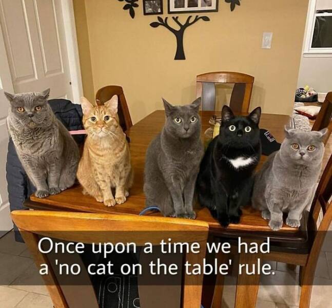 Laugh Safari: Whimsical Animal Memes For Every Creature Lover (50 PICS ...