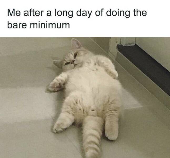 Laugh Safari: Whimsical Animal Memes For Every Creature Lover (50 PICS ...