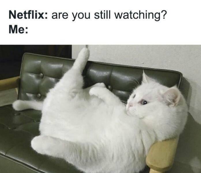 Laugh Safari: Whimsical Animal Memes For Every Creature Lover (50 PICS ...