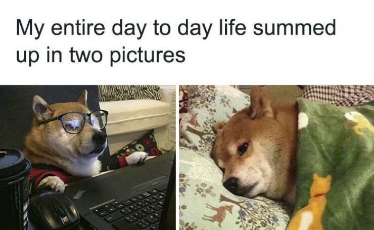 Laugh Safari: Whimsical Animal Memes For Every Creature Lover (50 PICS ...