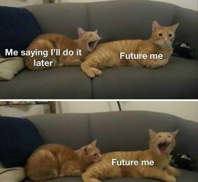 Laugh Safari: Whimsical Animal Memes For Every Creature Lover (50 PICS ...