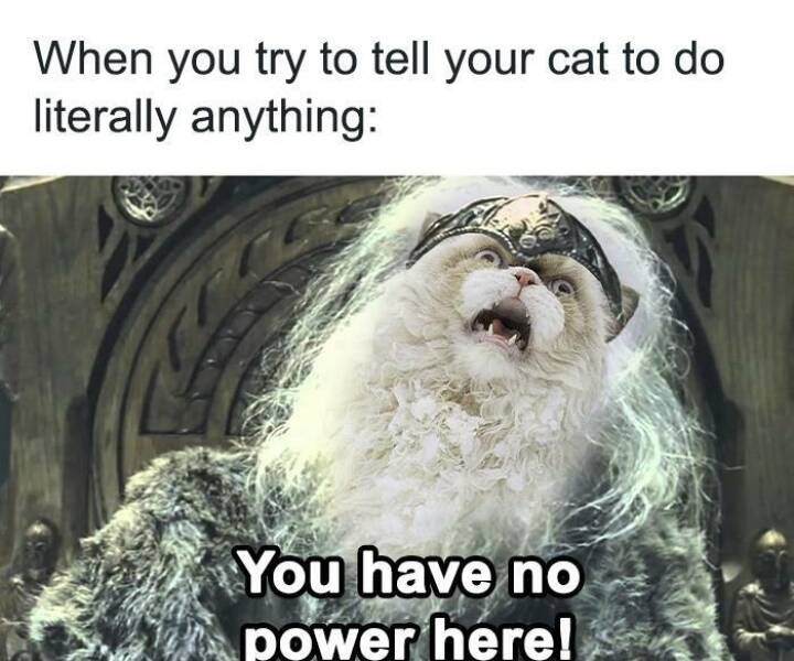 Laugh Safari: Whimsical Animal Memes For Every Creature Lover (50 PICS ...