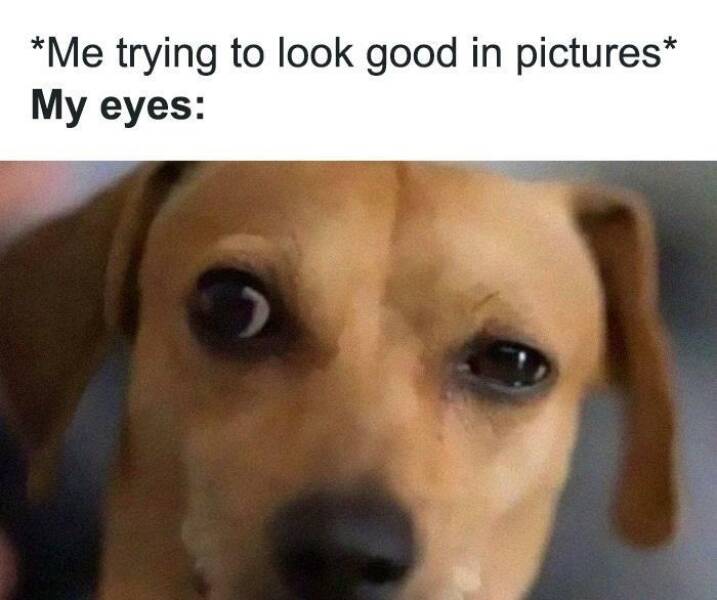 Laugh Safari: Whimsical Animal Memes For Every Creature Lover (50 PICS ...