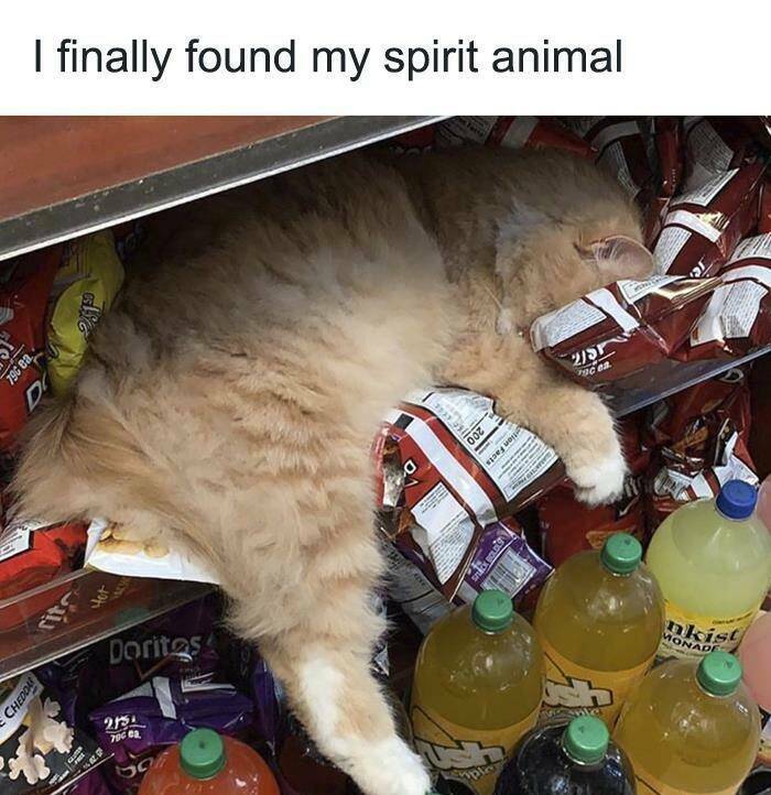 Laugh Safari: Whimsical Animal Memes For Every Creature Lover (50 PICS ...