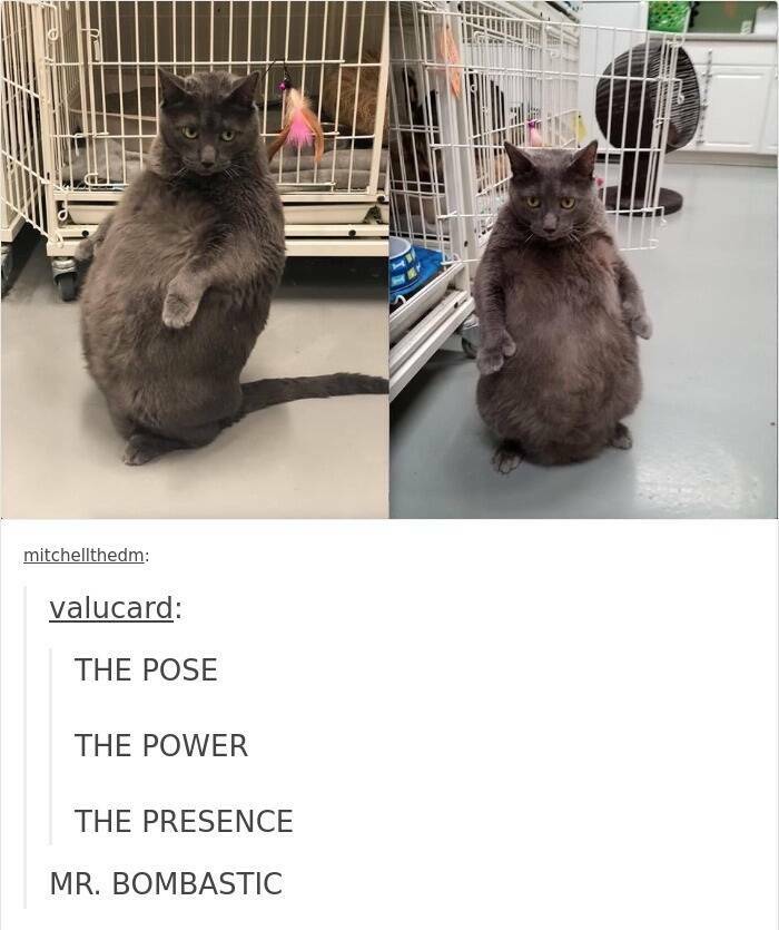 Laugh Safari: Whimsical Animal Memes For Every Creature Lover (50 PICS ...