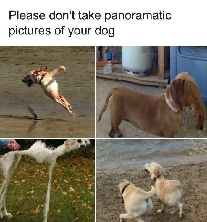 Laugh Safari: Whimsical Animal Memes For Every Creature Lover (50 PICS ...