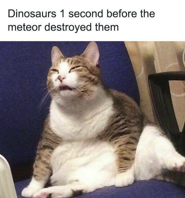 Laugh Safari: Whimsical Animal Memes For Every Creature Lover (50 PICS ...