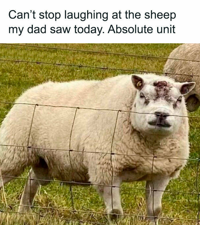 Brit Wit Bliss: Memes Showcasing The Pinnacle Of British Humor (49 PICS ...