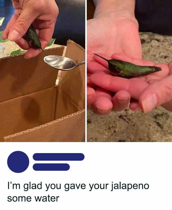 Chirp-worthy Chuckles: The Best Bird Memes For A Smile (43 PICS ...