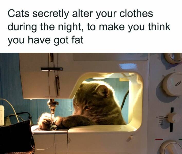 Zoo Of Laughs: Hilarious Animal Memes For An Instant Smile (49 PICS ...