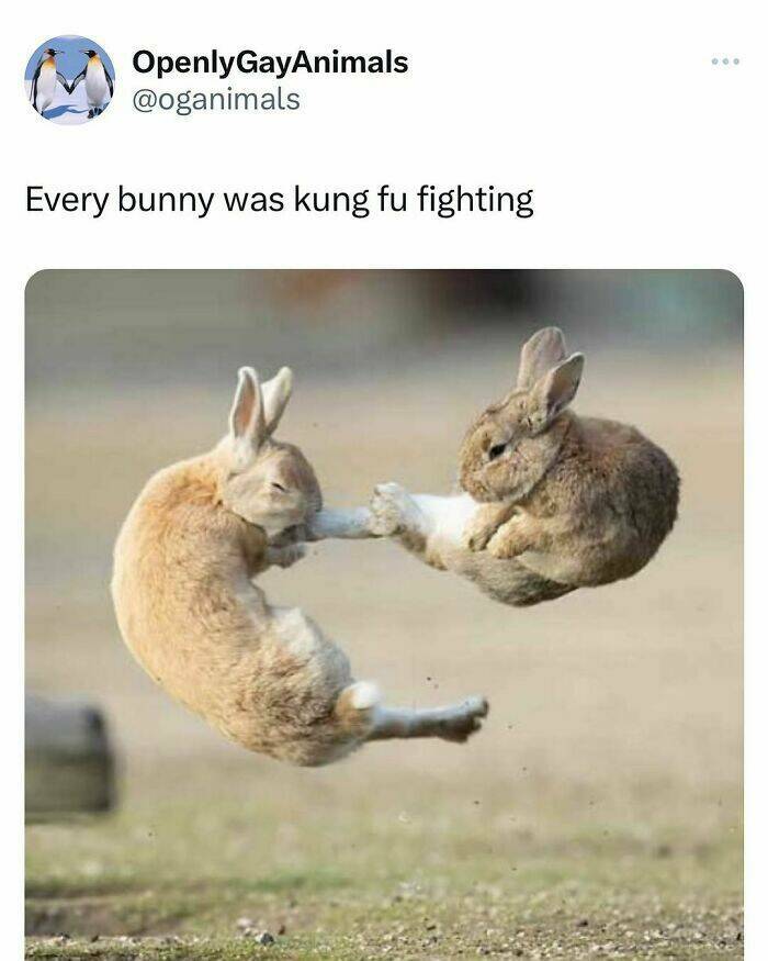 Zoo Of Laughs: Hilarious Animal Memes For An Instant Smile (49 PICS ...