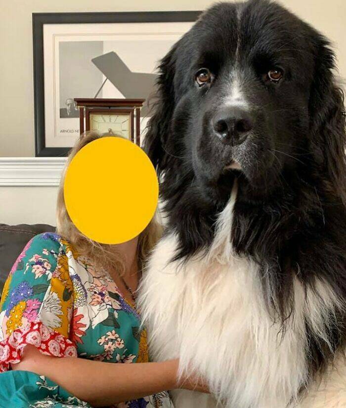 Gentle Giants Unleashed: Massive Dogs Living Large And Loving It (48 ...