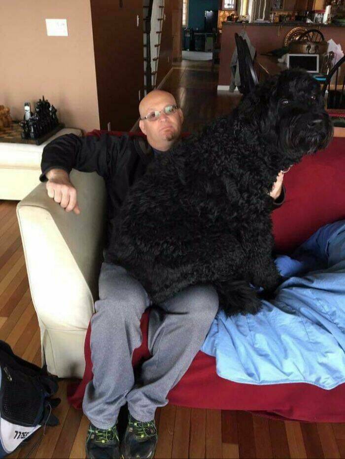 Gentle Giants Unleashed: Massive Dogs Living Large And Loving It (48 ...