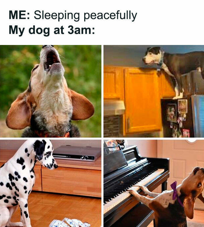Canine Comedy: Heartwarming Dog Memes Guaranteed To Bring Smiles (49 ...