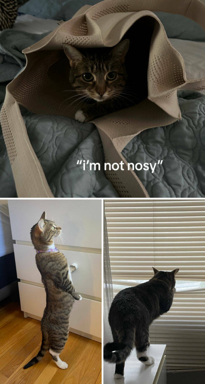 Curiosity Captured: Owners Share Hilarious Pics Of Their Nosy Pets (45 ...
