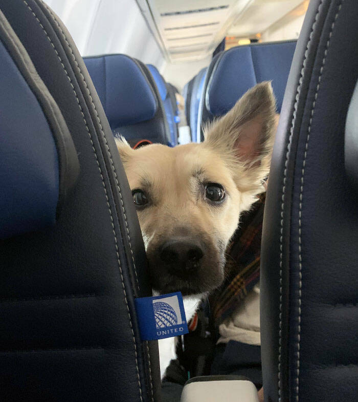 Flying Furry Friends: Pets That Make Air Travel Delightful (49 PICS ...